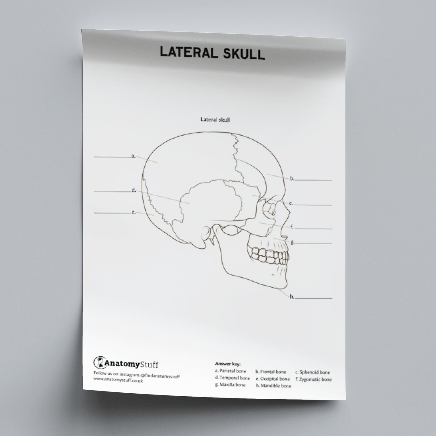 Skull Anatomy Colouring In PDF Download | AnatomyStuff