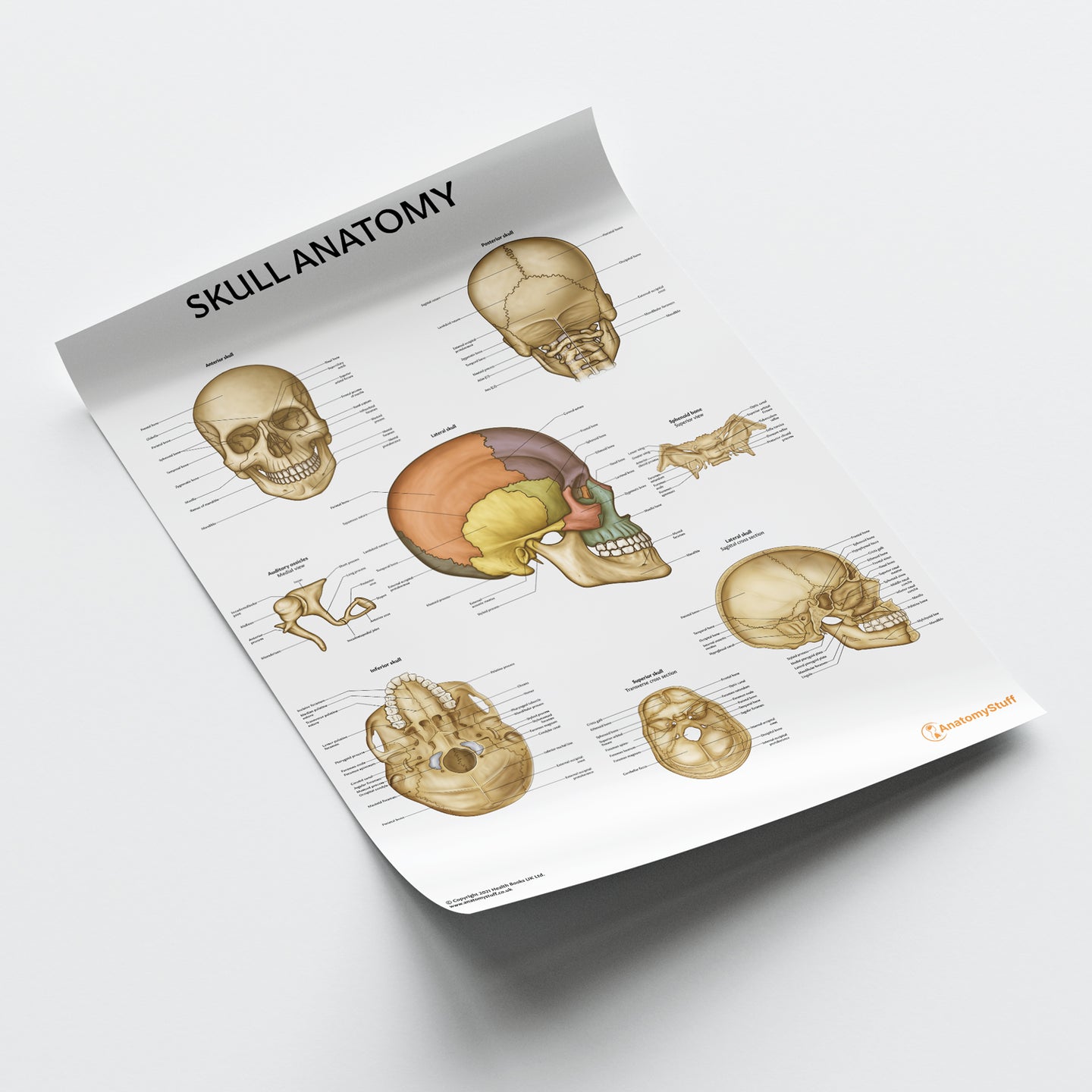 Skull Anatomy Poster | Anatomical Skull Chart – AnatomyStuff