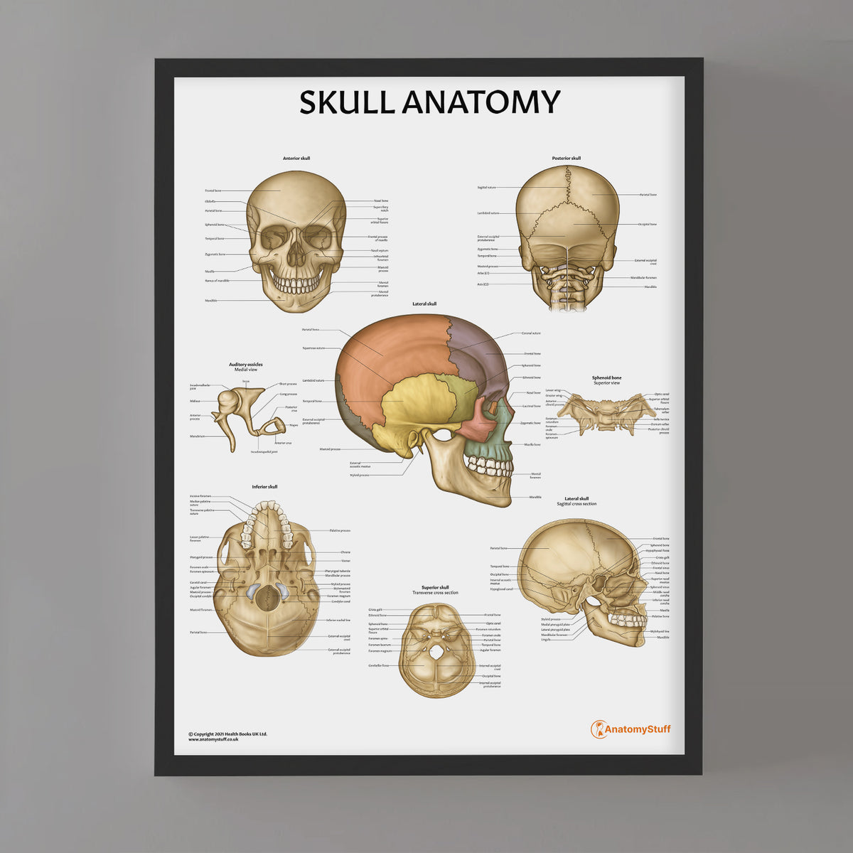 Skull Anatomy Poster | Anatomical Skull Chart – AnatomyStuff