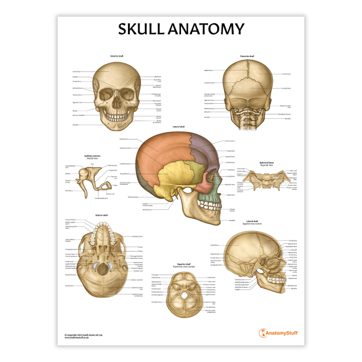 Skull Anatomy Poster | Anatomical Skull Chart – AnatomyStuff