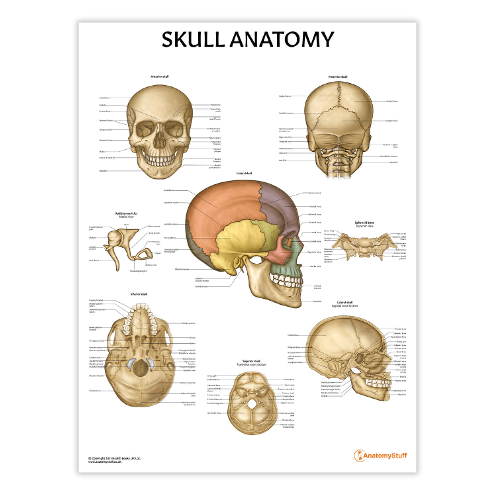 Skull Anatomy Poster | Anatomical Skull Chart – AnatomyStuff