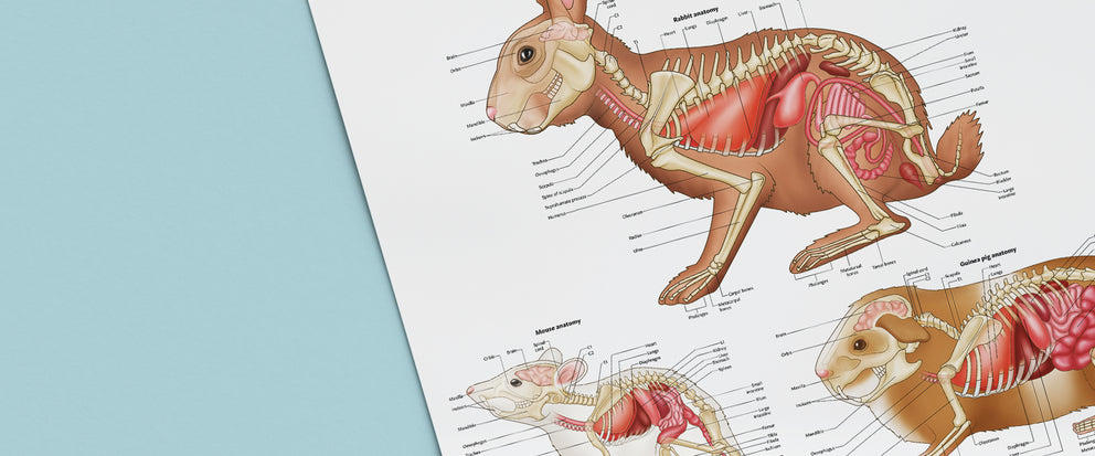 Veterinary & Animal Anatomy Charts | Shop Online | AnatomyStuff