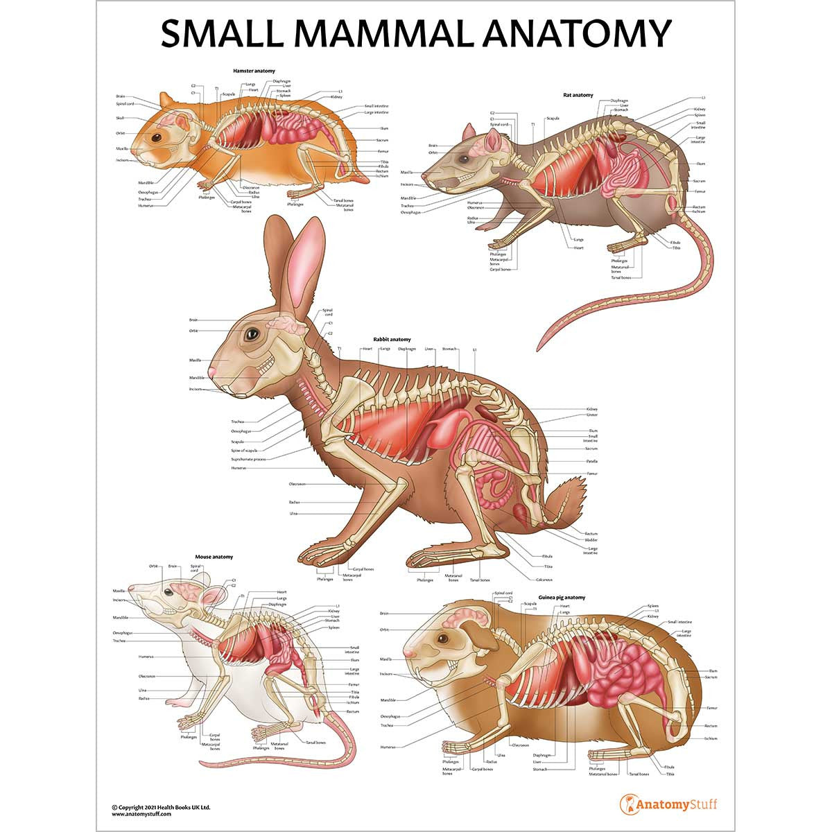 Veterinary Anatomy Posters Collection | Animal Chart Poster 11 ...