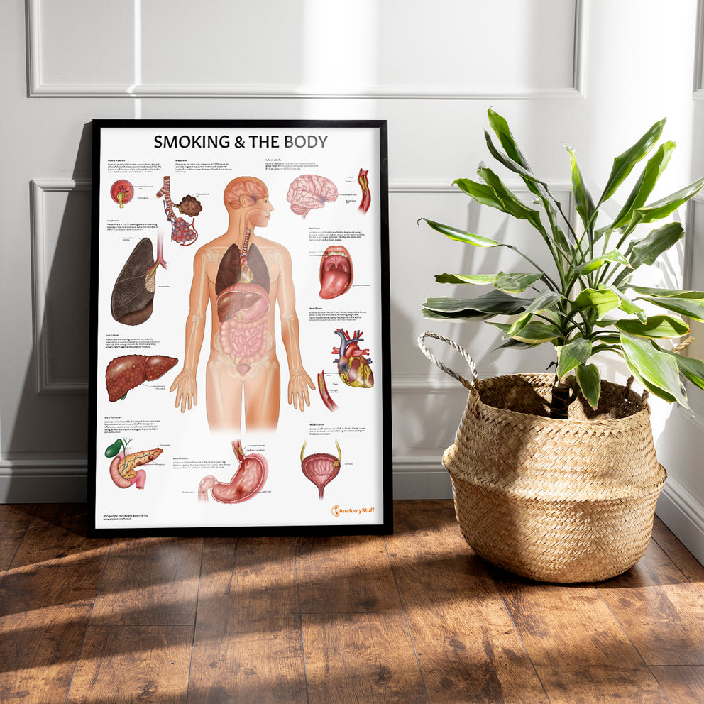 Smoking and The Body Poster | Tobacco Education Chart Organs – AnatomyStuff