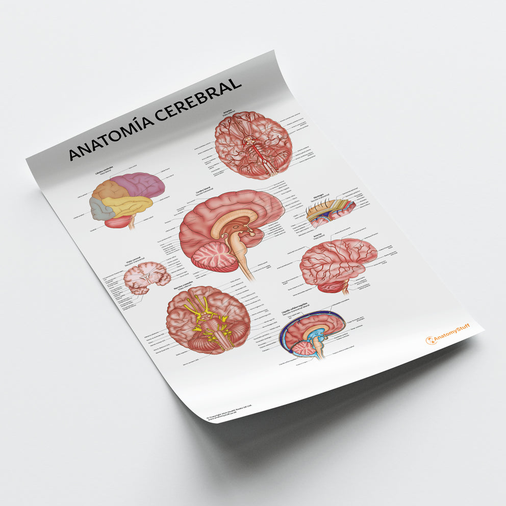 Anatomía Cerebral Poster | Spanish Brain Anatomy | AnatomyStuff