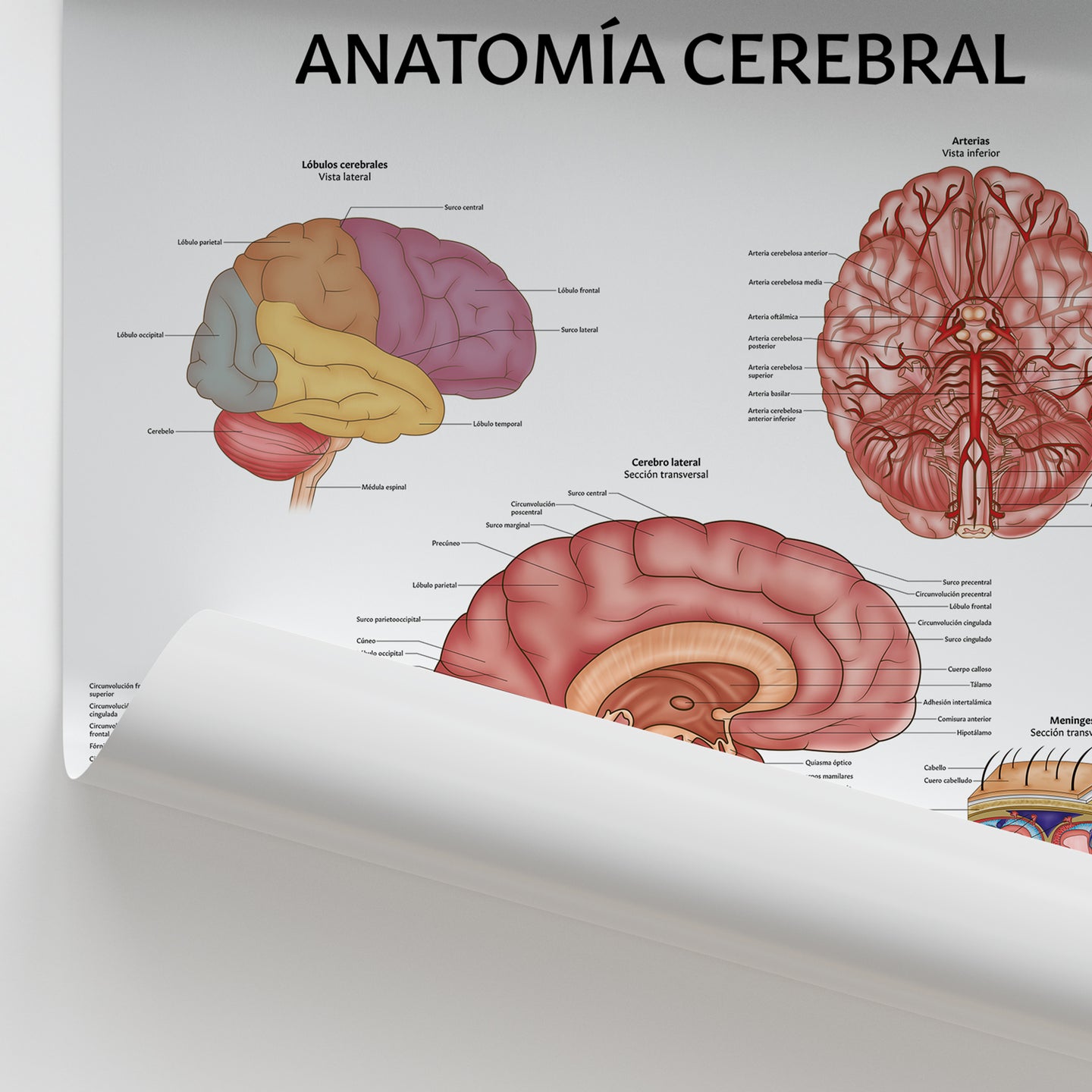 Anatomía Cerebral Poster | Spanish Brain Anatomy | AnatomyStuff