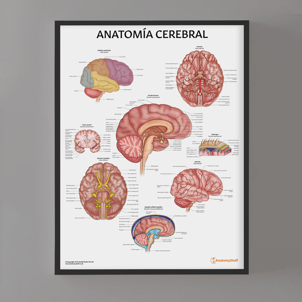 Anatomía Cerebral Poster | Spanish Brain Anatomy | AnatomyStuff