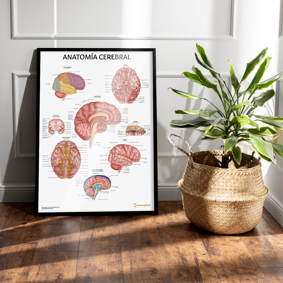 Anatomía Cerebral Poster | Spanish Brain Anatomy | AnatomyStuff