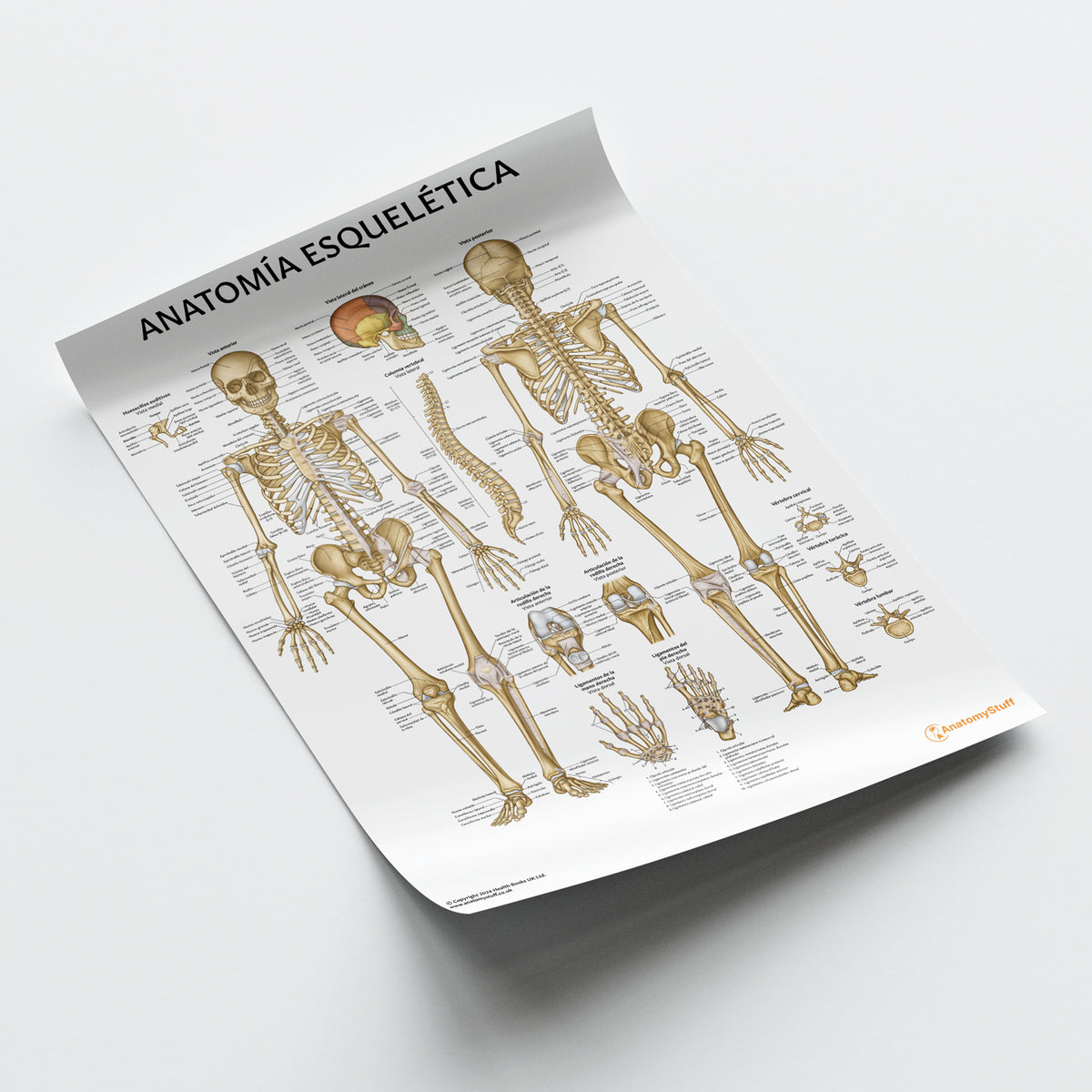 Anatomía Esquelética Chart | Spanish Skeleton Poster | AnatomyStuff