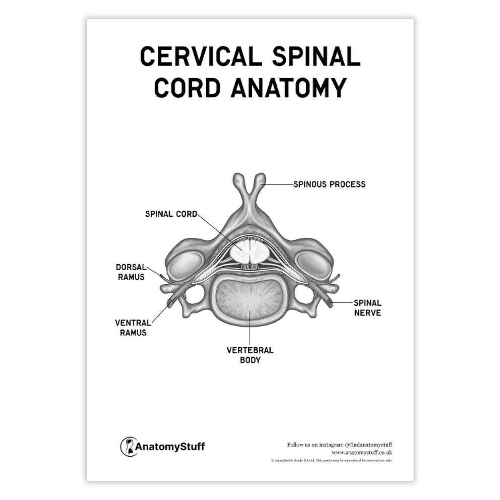 Cervical Spinal Cord Anatomy Poster PDF | Digital Download – AnatomyStuff