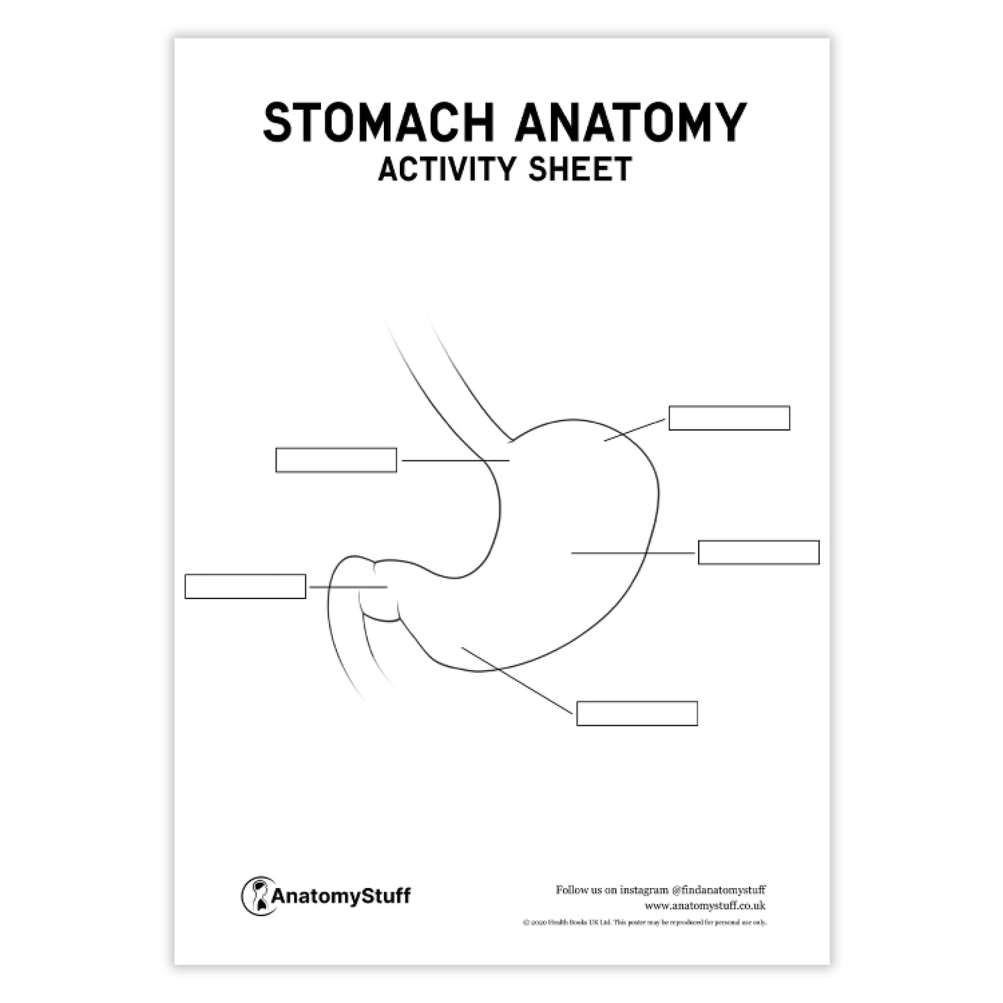 Stomach Anatomy Activity Sheet PDF | AnatomyStuff