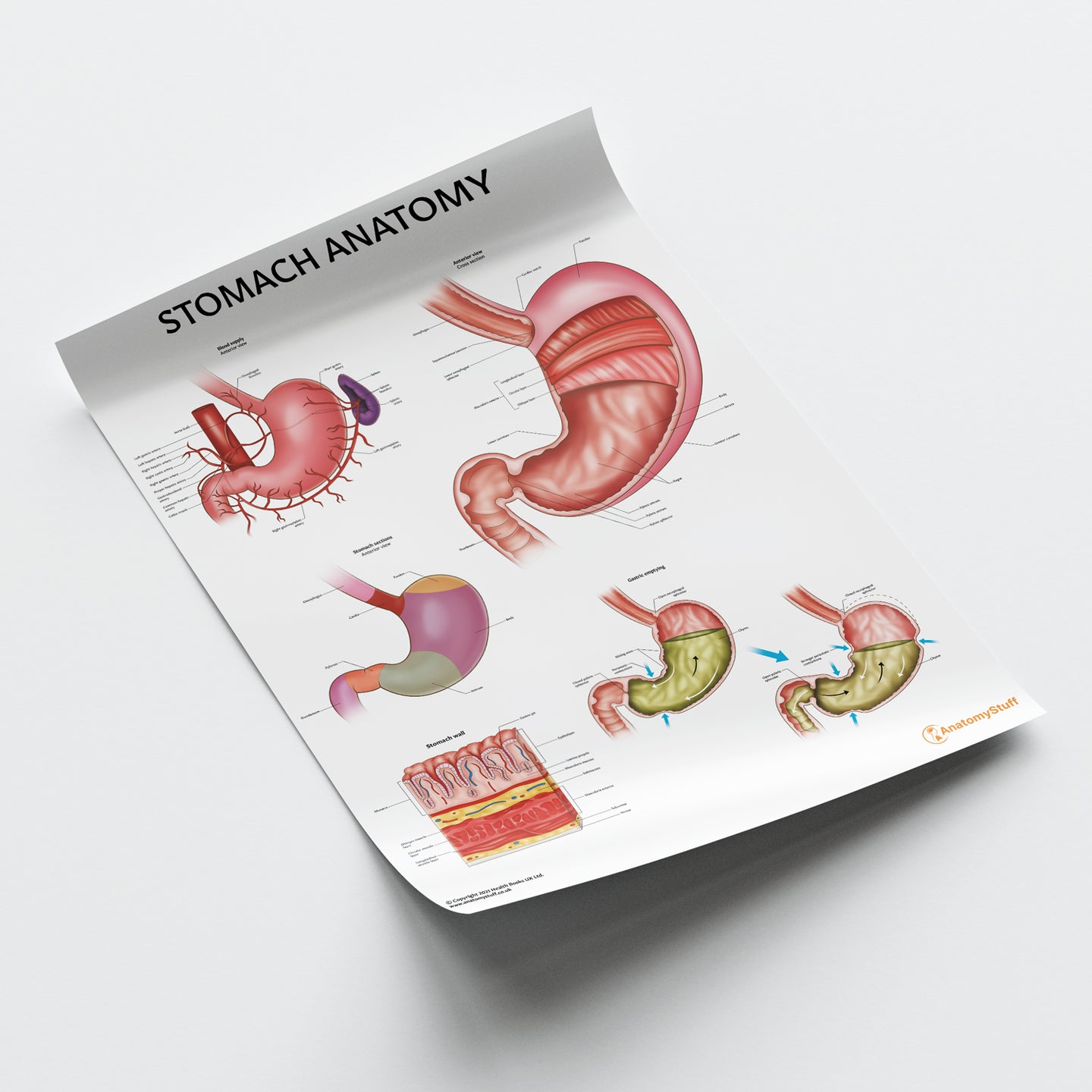 Stomach Anatomy Poster | Digestive System Chart – AnatomyStuff