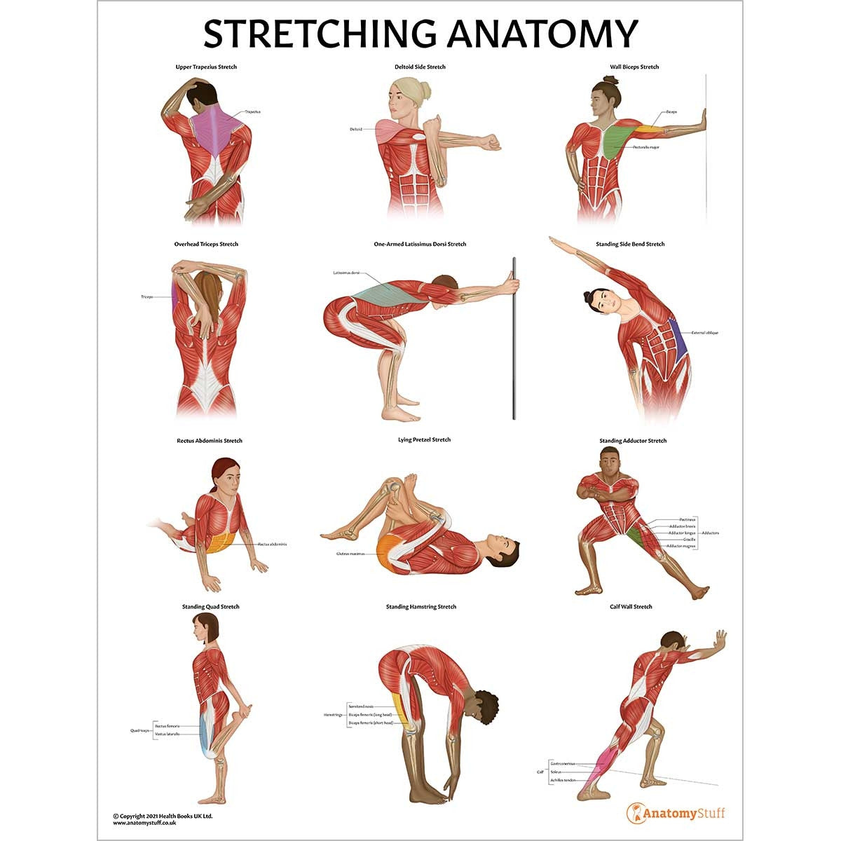 Exercise Anatomy Posters Collection | Musculoskeletal Chart 6 ...