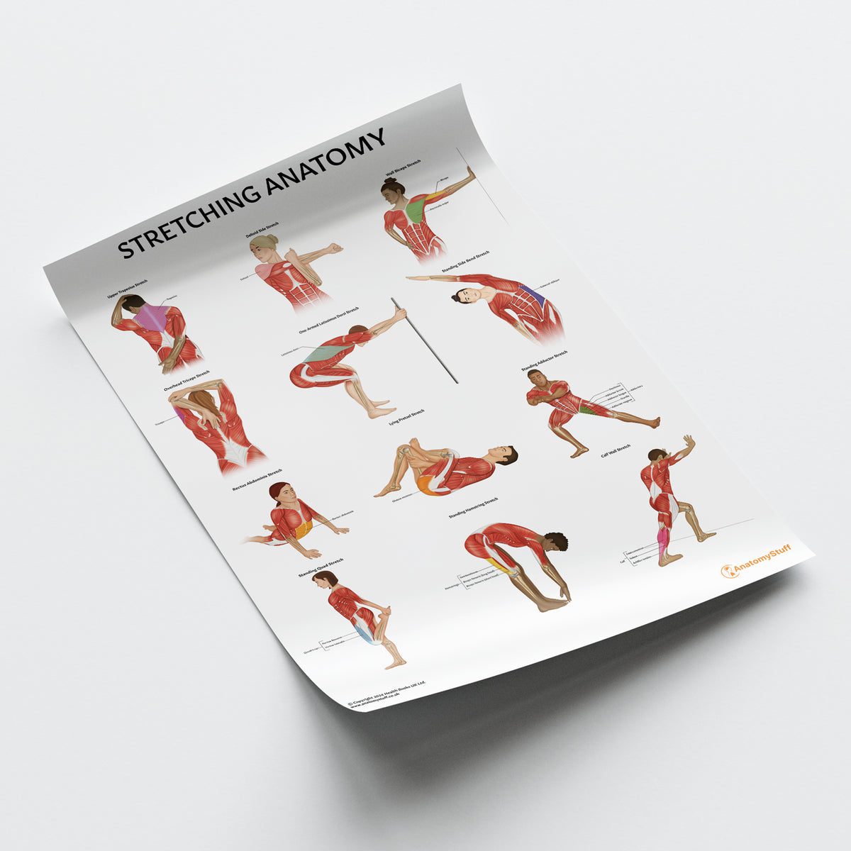 Stretching Anatomy Poster | Stretch Muscles Anatomical Chart – AnatomyStuff
