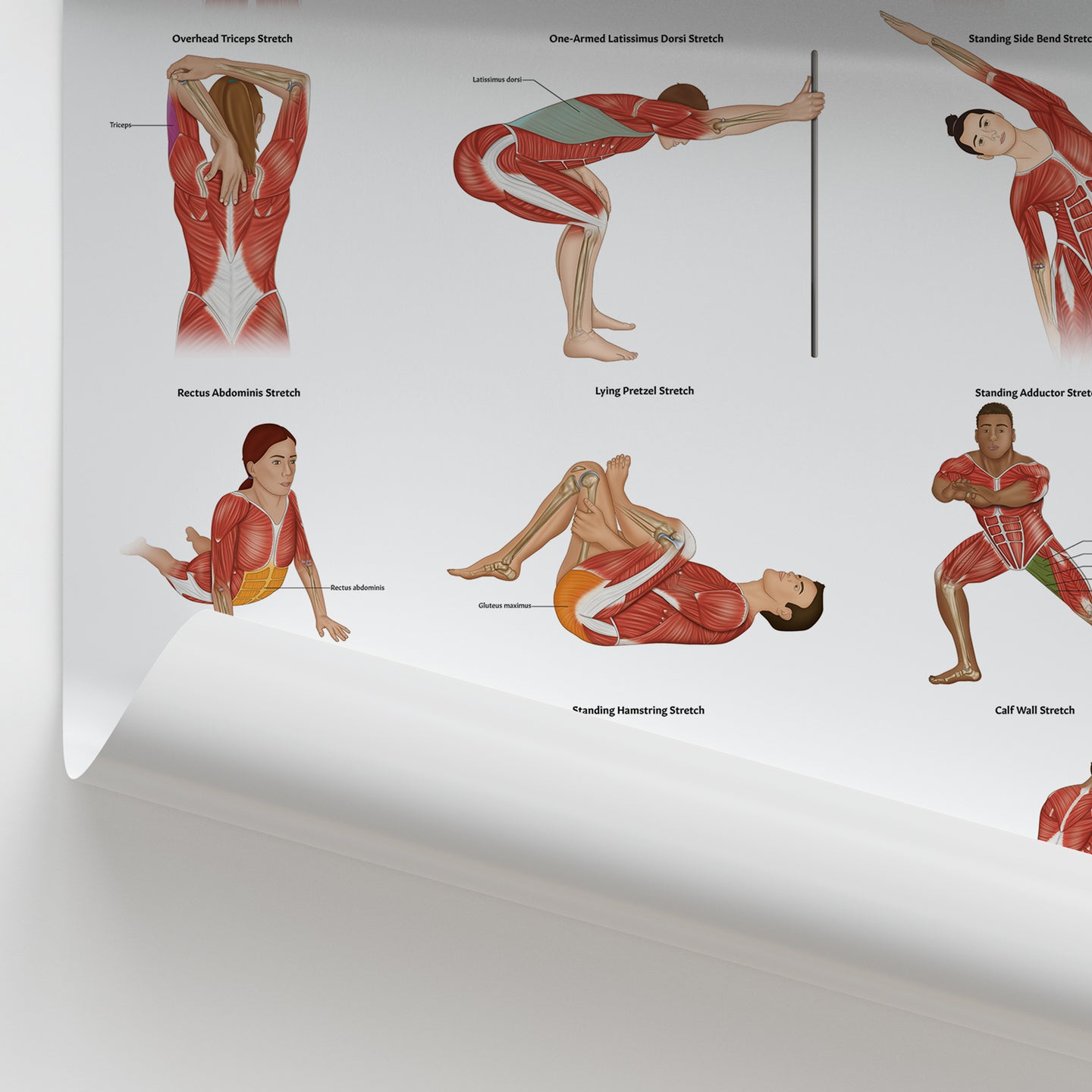 Stretching Anatomy Poster | Stretch Muscles Anatomical Chart – AnatomyStuff