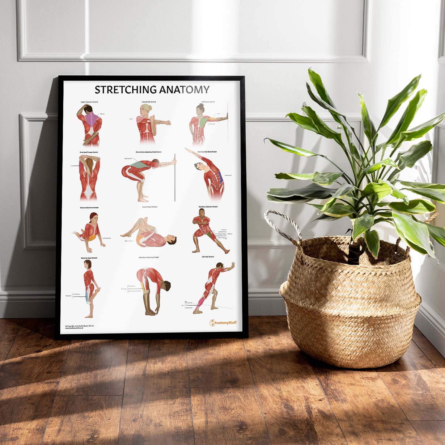 Stretching Anatomy Poster | Stretch Muscles Anatomical Chart – AnatomyStuff