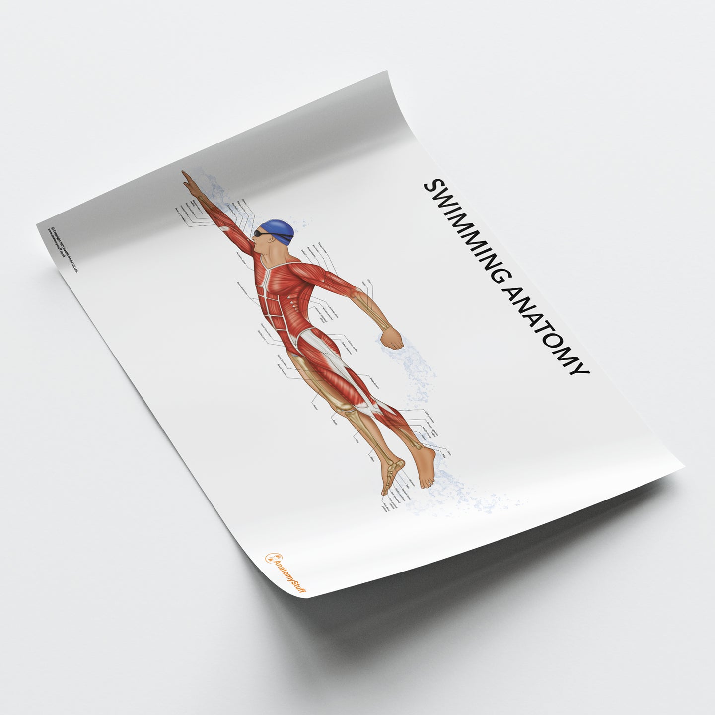 Swimming Anatomy Poster | Swimmer Anatomical Chart – AnatomyStuff