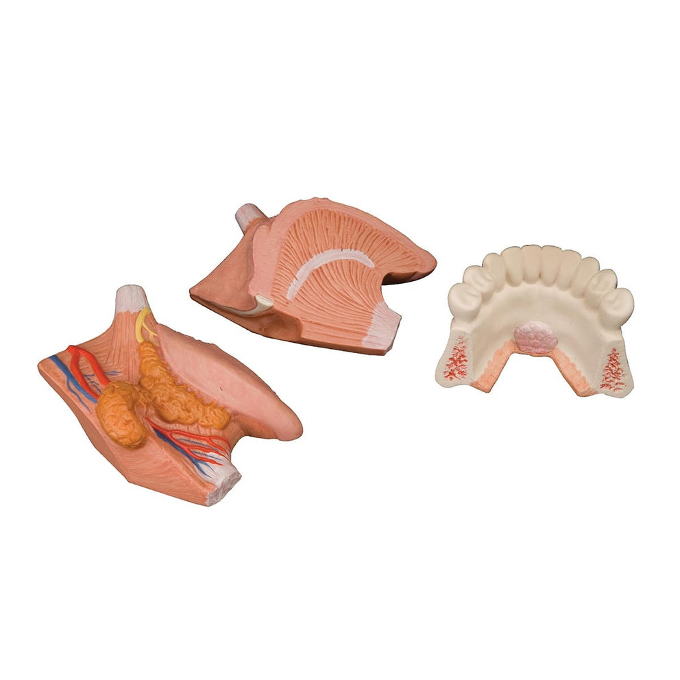 Tongue Anatomy Model 1002502 T12010 | Detailed Anatomic Model of Human ...
