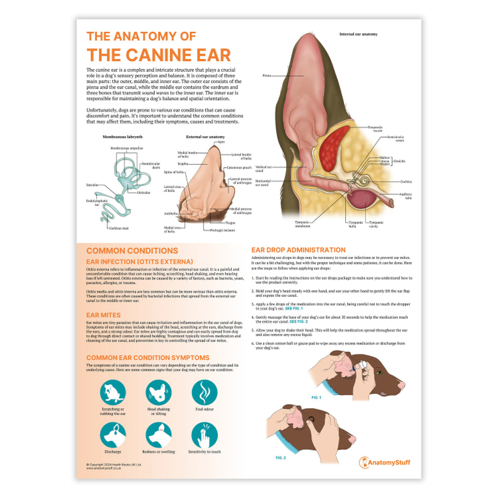 The Anatomy of The Canine Ear Chart/Poster Laminated – AnatomyStuff