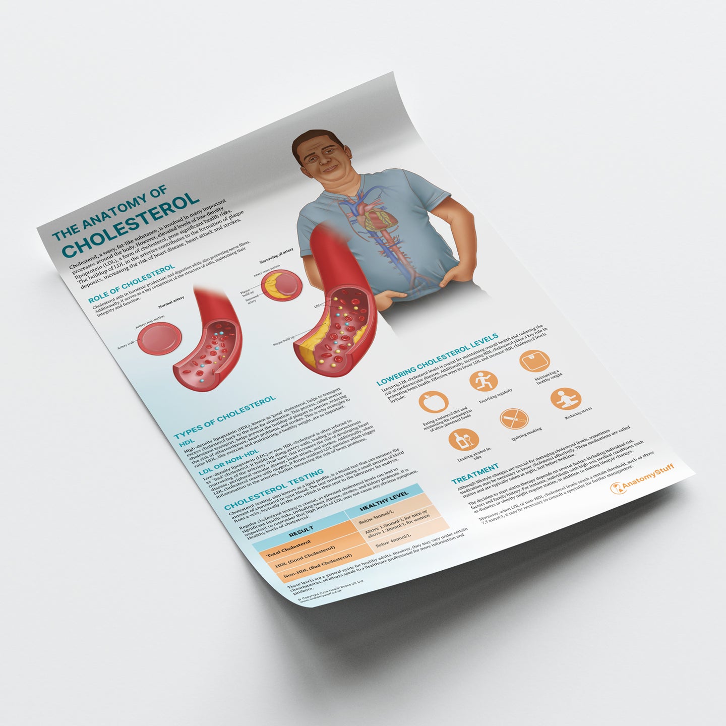 The Anatomy of Cholesterol Chart / Poster | AnatomyStuff