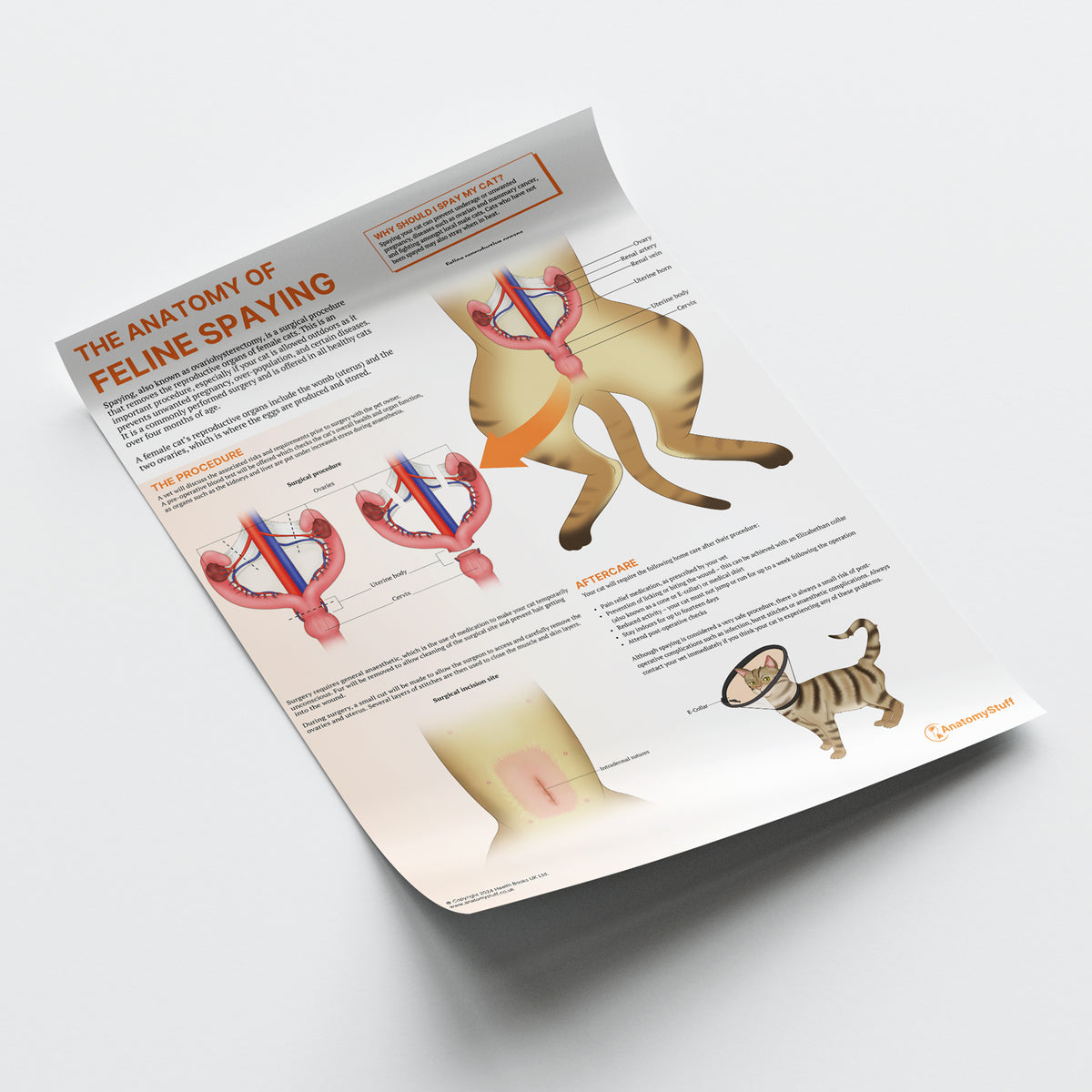 The Anatomy of Feline Spaying Chart/Poster - Laminated – AnatomyStuff