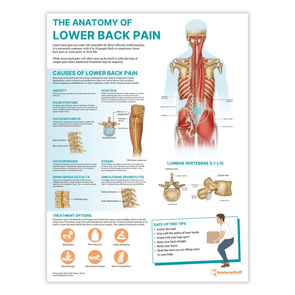 The Anatomy of Lower Back Pain | Low Back Pain | AnatomyStuff
