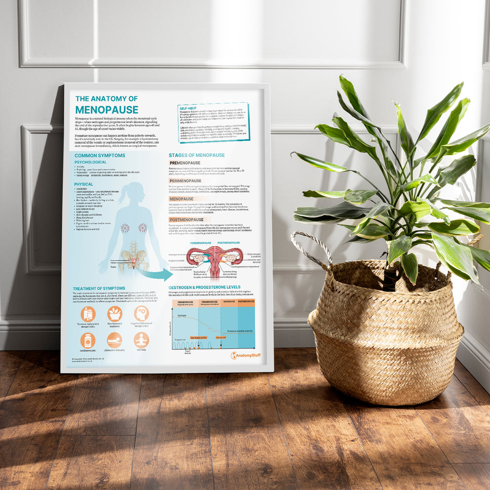 The Anatomy of Menopause Poster | Women‚Äôs Health | AnatomyStuff