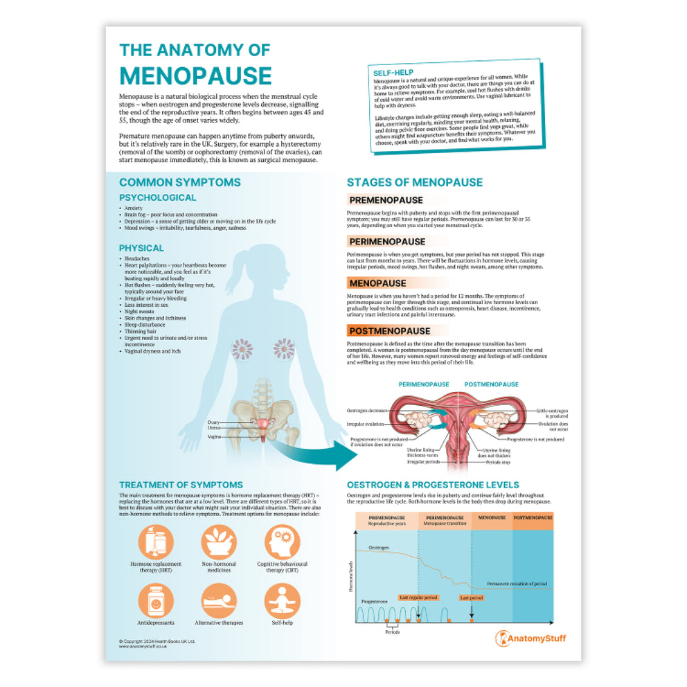 The Anatomy of Menopause Poster | Women‚Äôs Health | AnatomyStuff