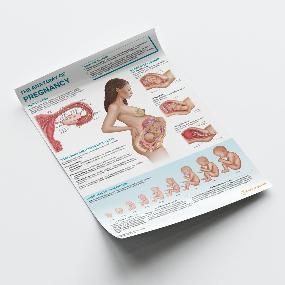 The Anatomy of Pregnancy Chart / Poster - | AnatomyStuff