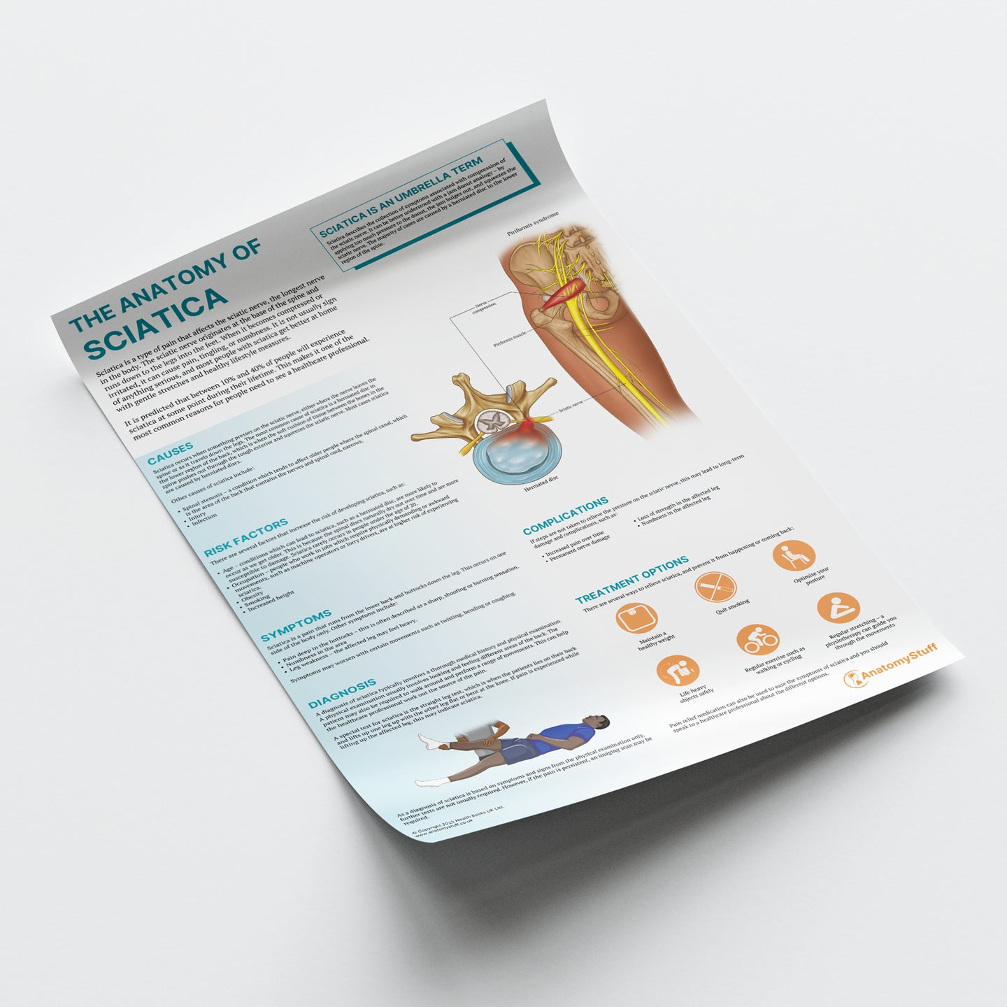 The Anatomy of Sciatica Chart/Poster Laminated | AnatomyStuff