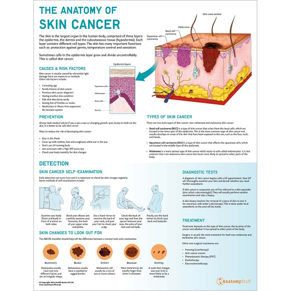 Skin Anatomy & Pathology Collection | Skin Cancer Burns Acne Models ...