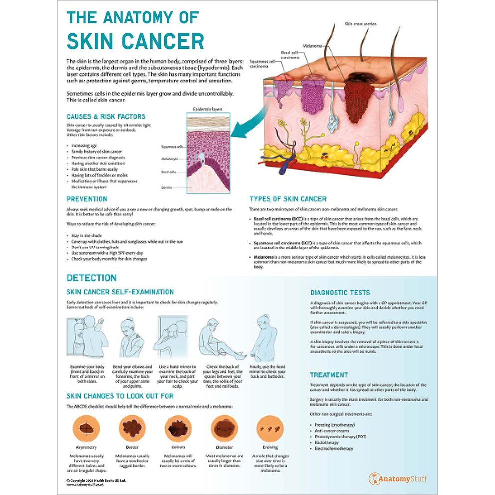 Skin Anatomy & Pathology Collection | Skin Cancer Burns Acne Models ...