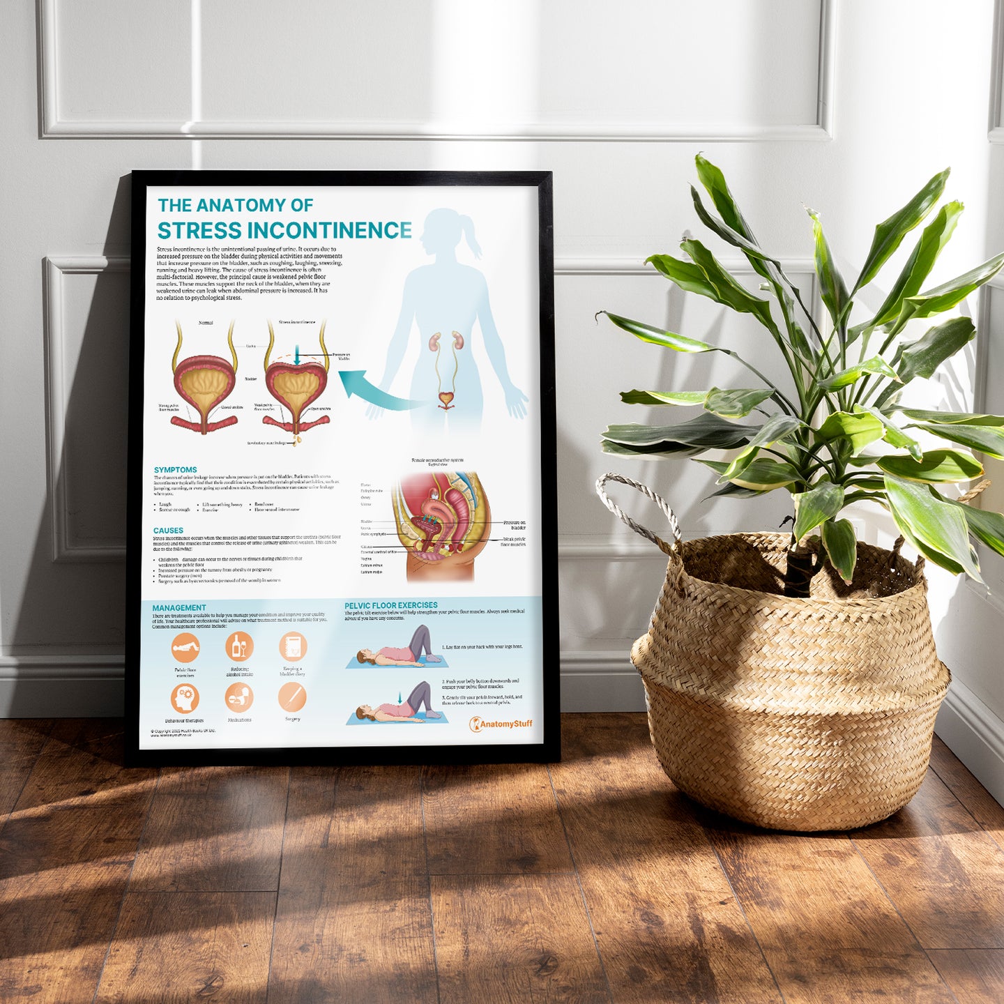 The Anatomy of Stress Incontinence | Urology Chart | Anatomy Stuff ...