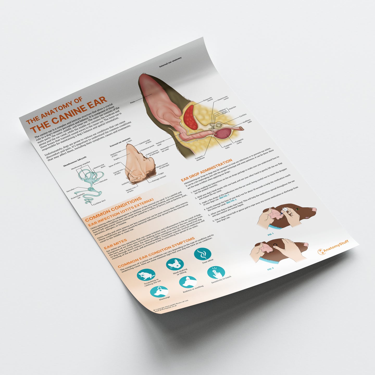 The Anatomy of The Canine Ear Chart/Poster Laminated – AnatomyStuff