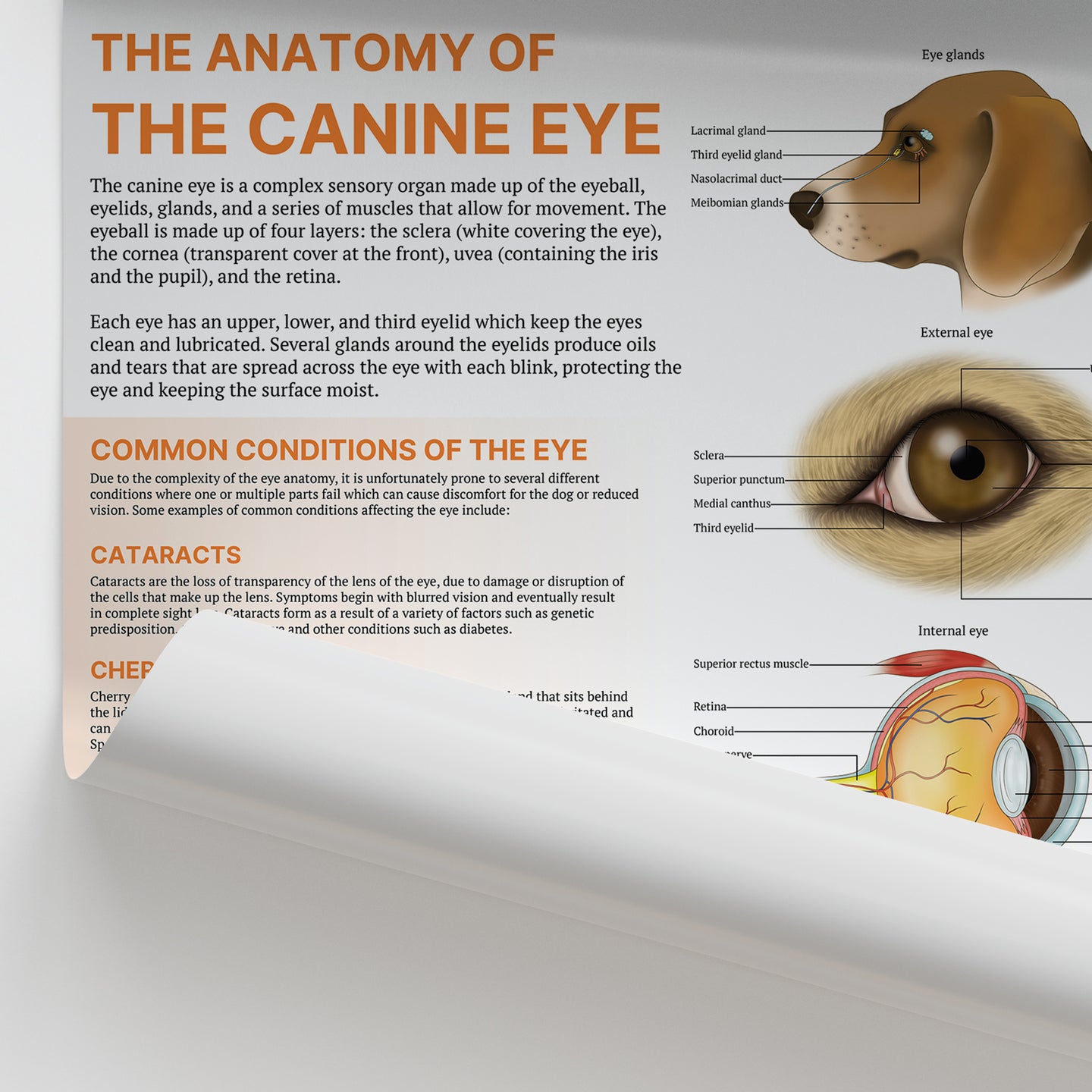 The Anatomy of The Canine Eye Chart/Poster – AnatomyStuff