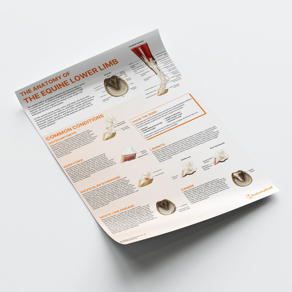 The Anatomy of The Equine Lower Limb Chart / Poster | Conditions ...