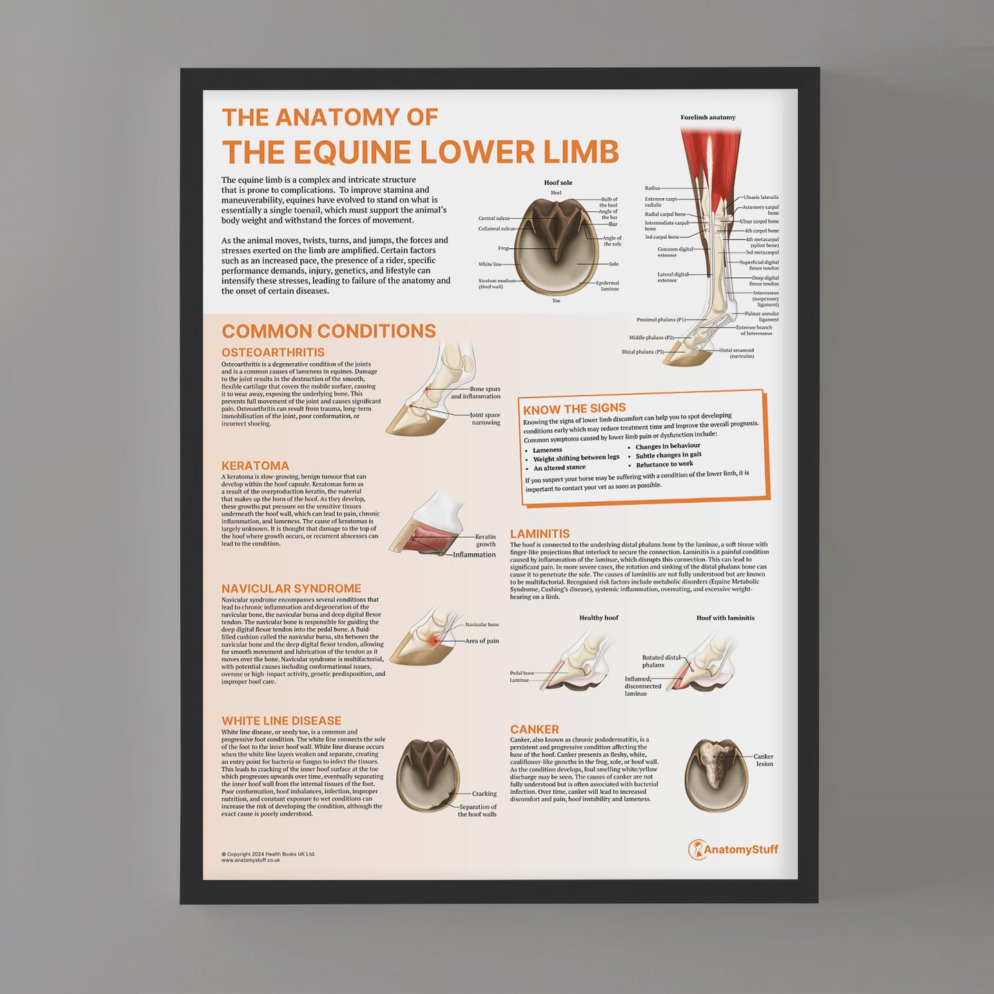 The Anatomy of The Equine Lower Limb Chart / Poster | Conditions ...