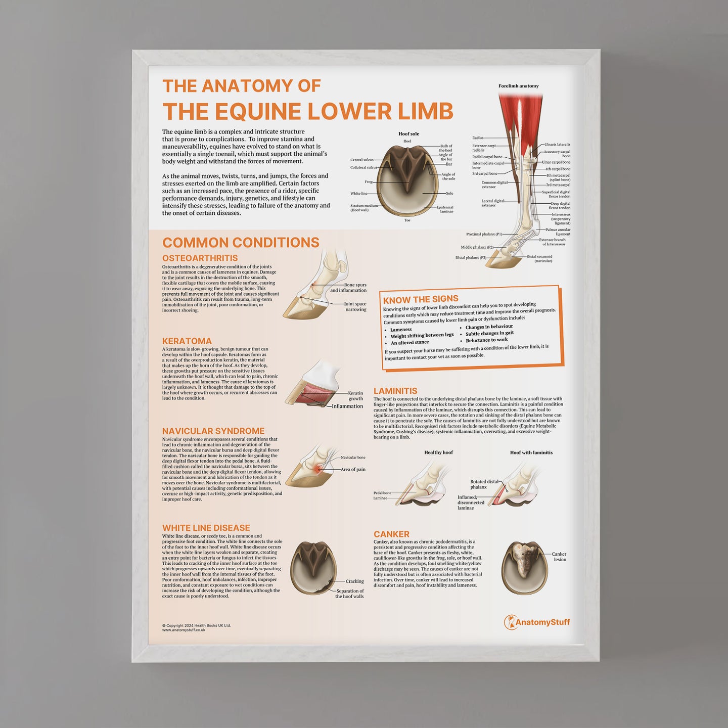 The Anatomy of The Equine Lower Limb Chart / Poster | Conditions ...