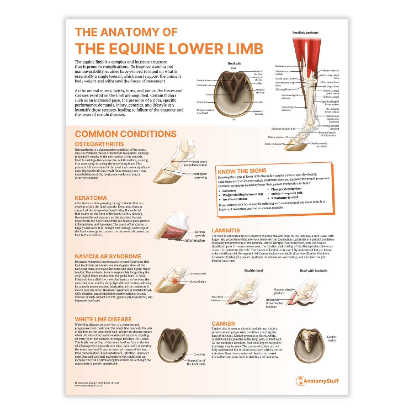 The Anatomy of The Equine Lower Limb Chart / Poster | Conditions ...