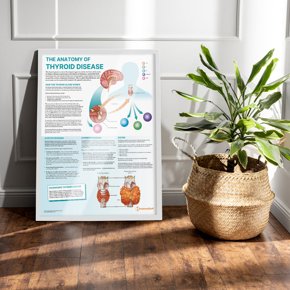 The Anatomy of Thyroid Disease Chart/Poster Laminated | Endocrine ...