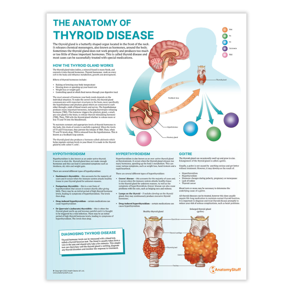 The Anatomy of Thyroid Disease Chart/Poster Laminated | Endocrine ...