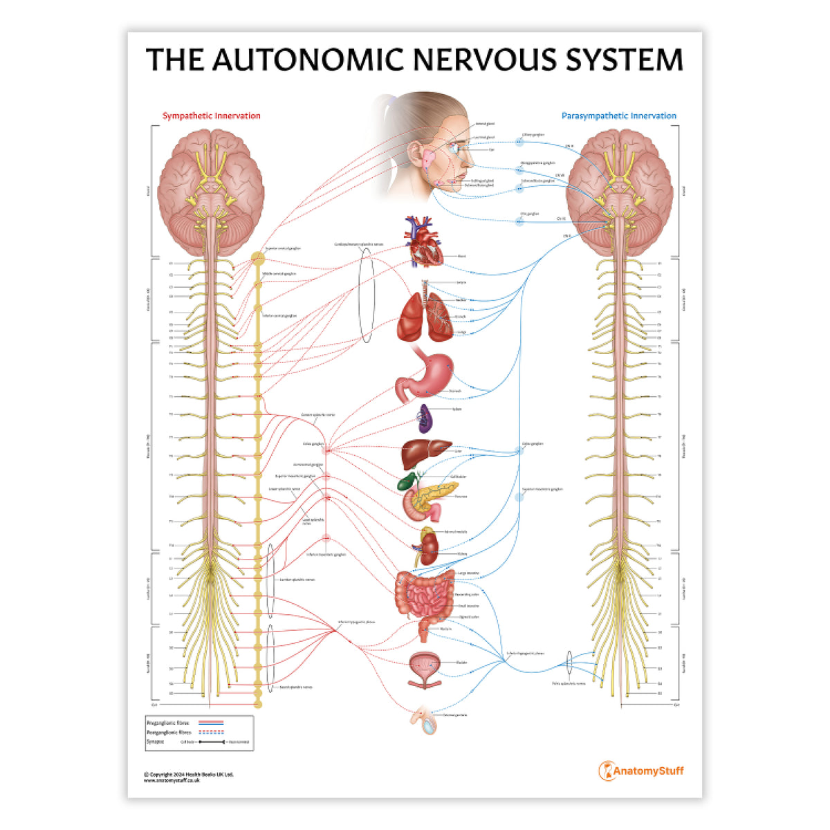 The Autonomic Nervous System Chart Poster Laminated Anatomystuff