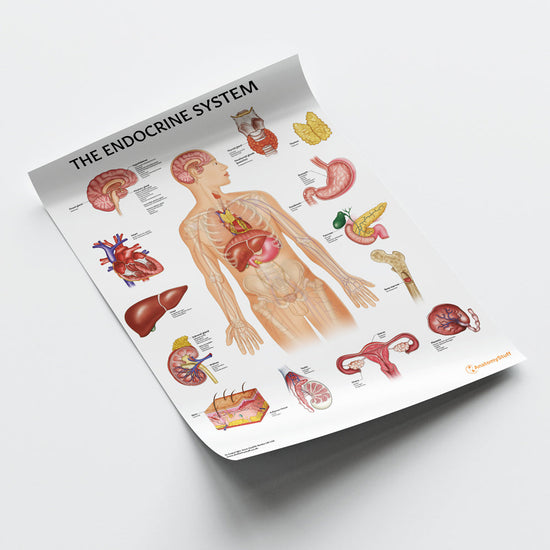The Endocrine System Poster | Hormones Glands Anatomy Chart – AnatomyStuff