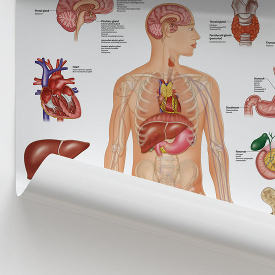 The Endocrine System Poster | Hormones Glands Anatomy Chart – AnatomyStuff
