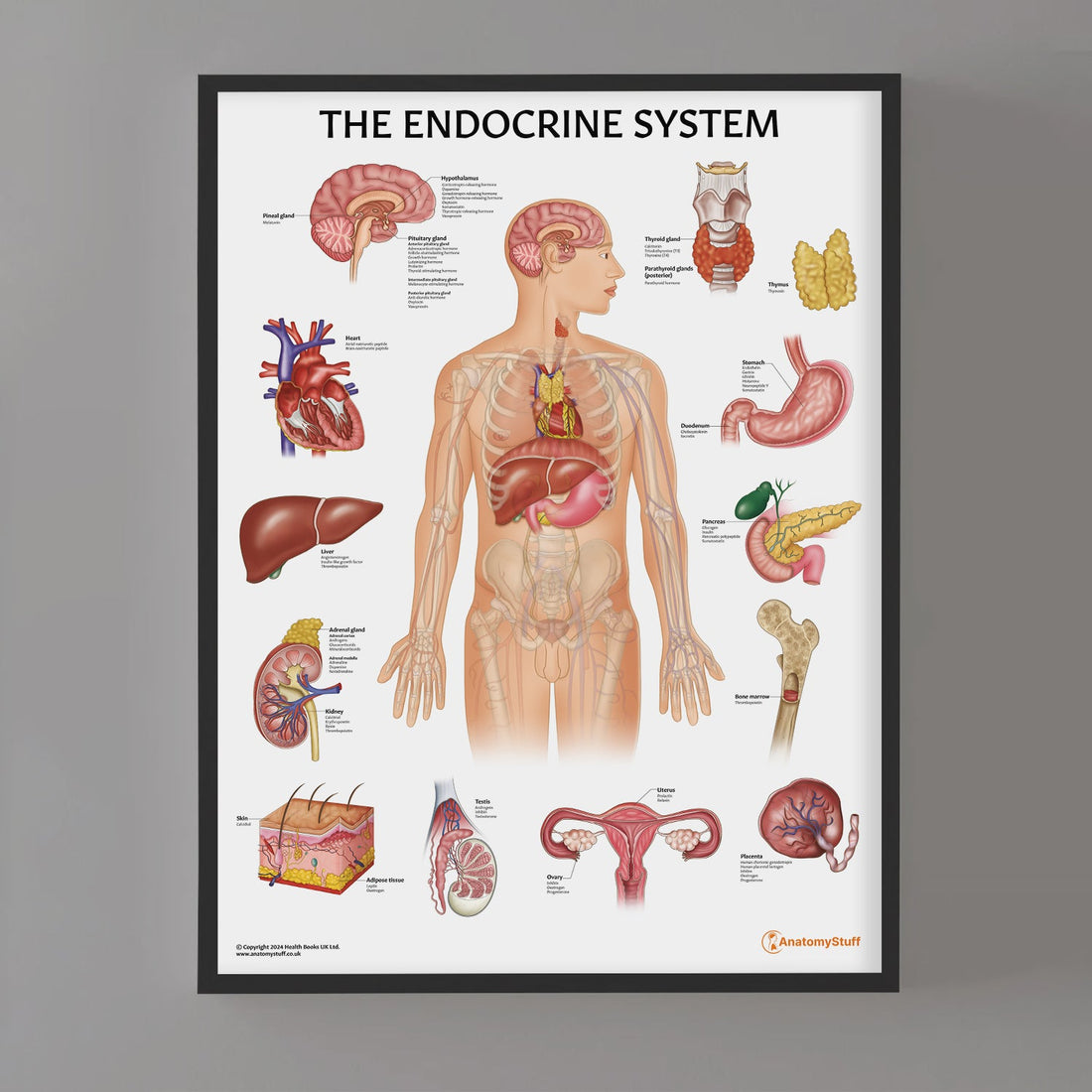 The Endocrine System Poster | Hormones Glands Anatomy Chart – AnatomyStuff