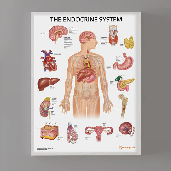 The Endocrine System Poster | Hormones Glands Anatomy Chart – AnatomyStuff