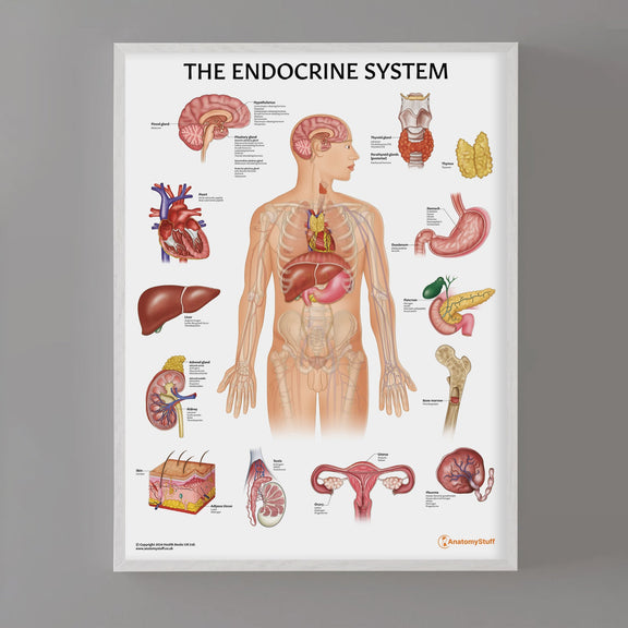 The Endocrine System Poster | Hormones Glands Anatomy Chart – AnatomyStuff
