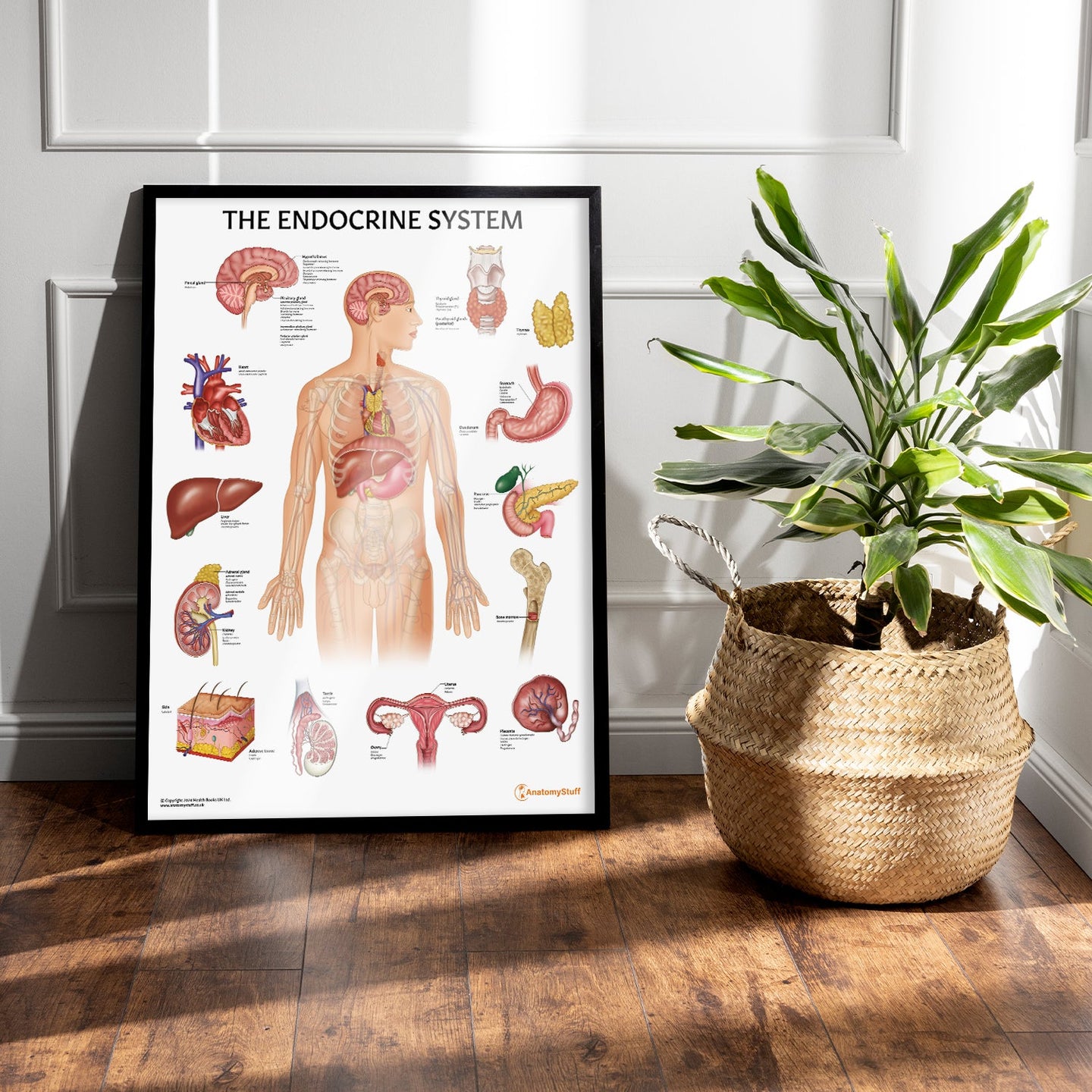 The Endocrine System Poster | Hormones Glands Anatomy Chart – AnatomyStuff