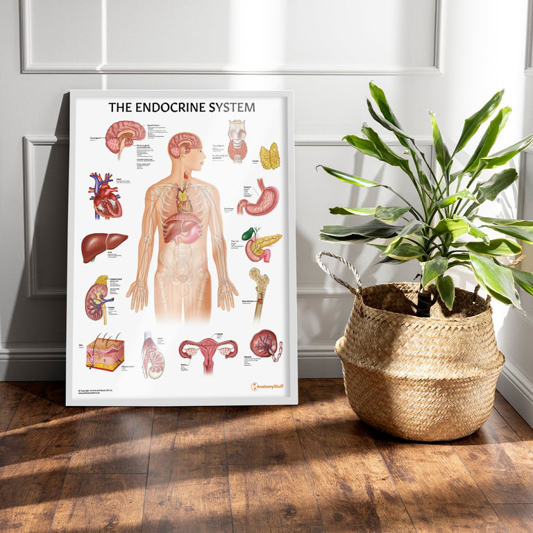 The Endocrine System Poster | Hormones Glands Anatomy Chart – AnatomyStuff