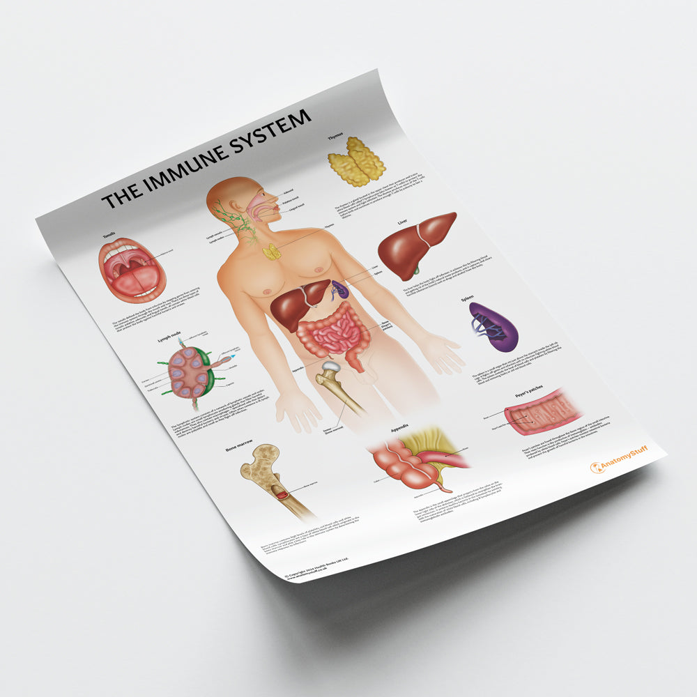 Immune System Anatomy Chart / Poster - Laminated – AnatomyStuff